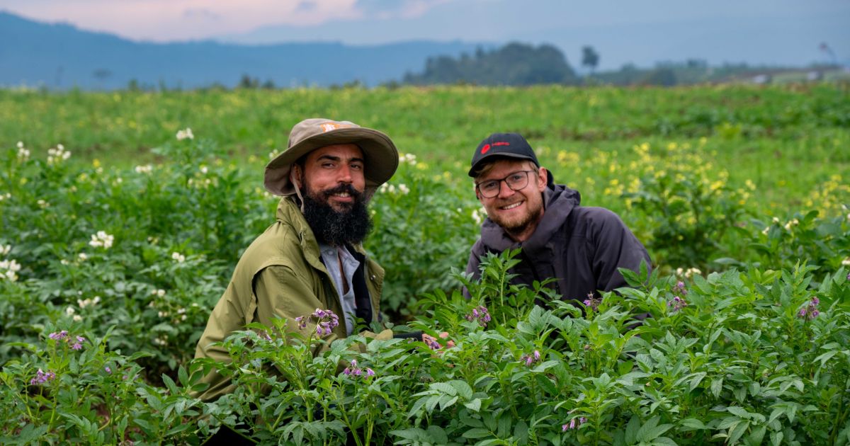 Hybrid marriage between the CIP and HZPC seeds opportunities in Kenya ...